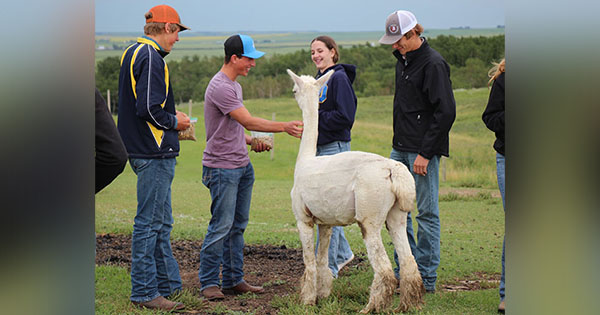 Order tickets for the 4-H Alberta 50/50 Raffle | Raffle Nexus